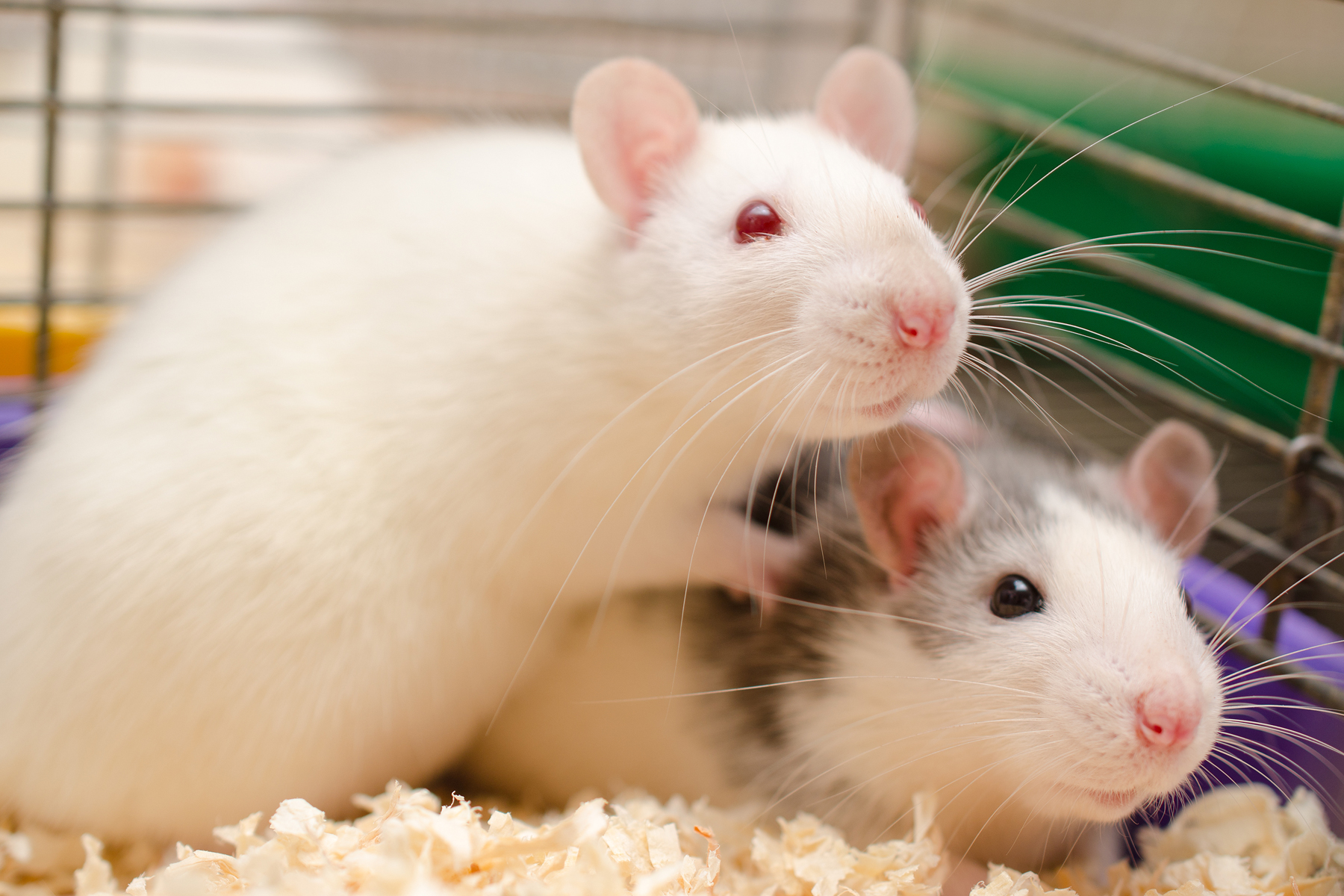 Mon rat : mode d’emploi | pets.ch