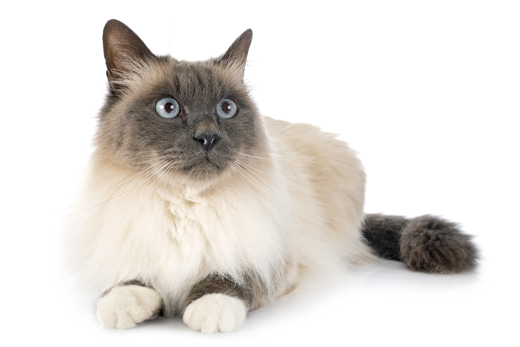 10 choses à savoir sur le chat birman, aussi appelé « sacré de Birmanie ...