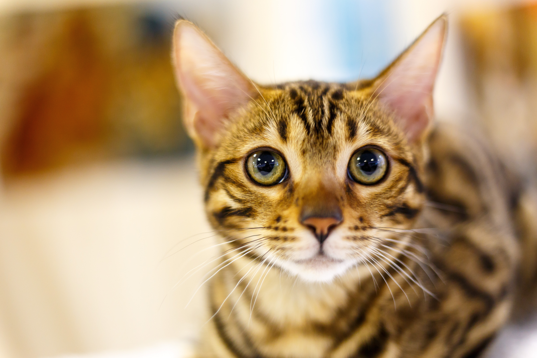 Faire stériliser sa chatte | pets.ch