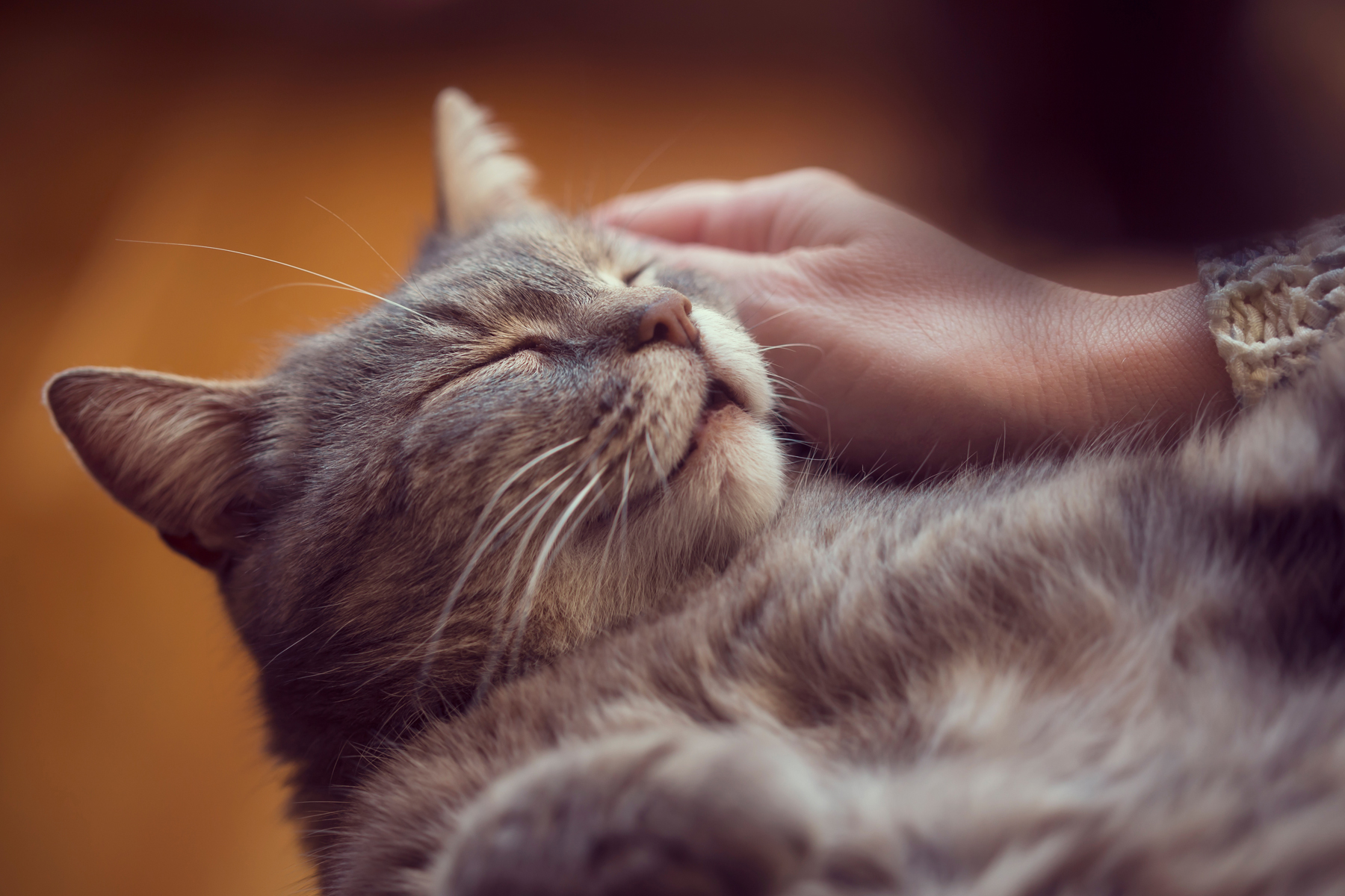 Le ronronnement du chat | pets.ch