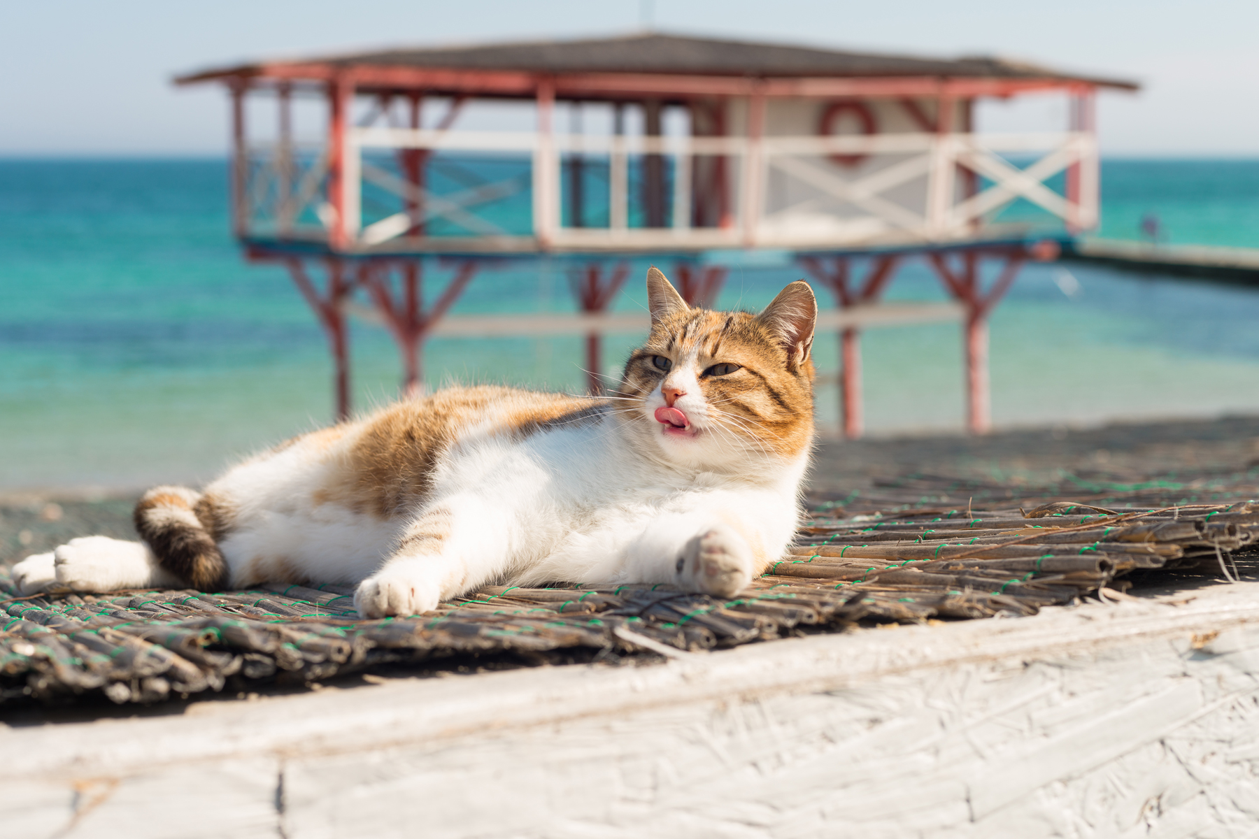 Partir en vacances avec son chat | pets.ch