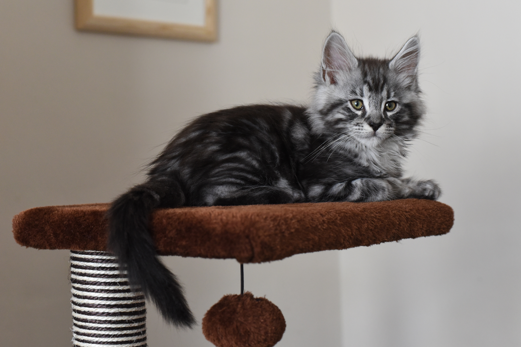 Préparer sa maison pour l'arrivée d'un chat | pets.ch