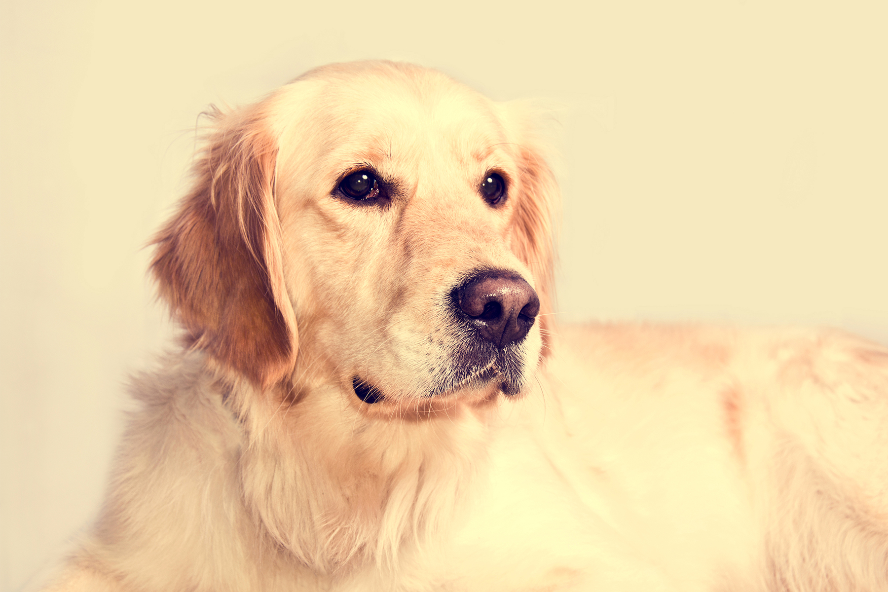 Golden Retriever : les 10 choses à savoir sur cette race de chien | pets.ch