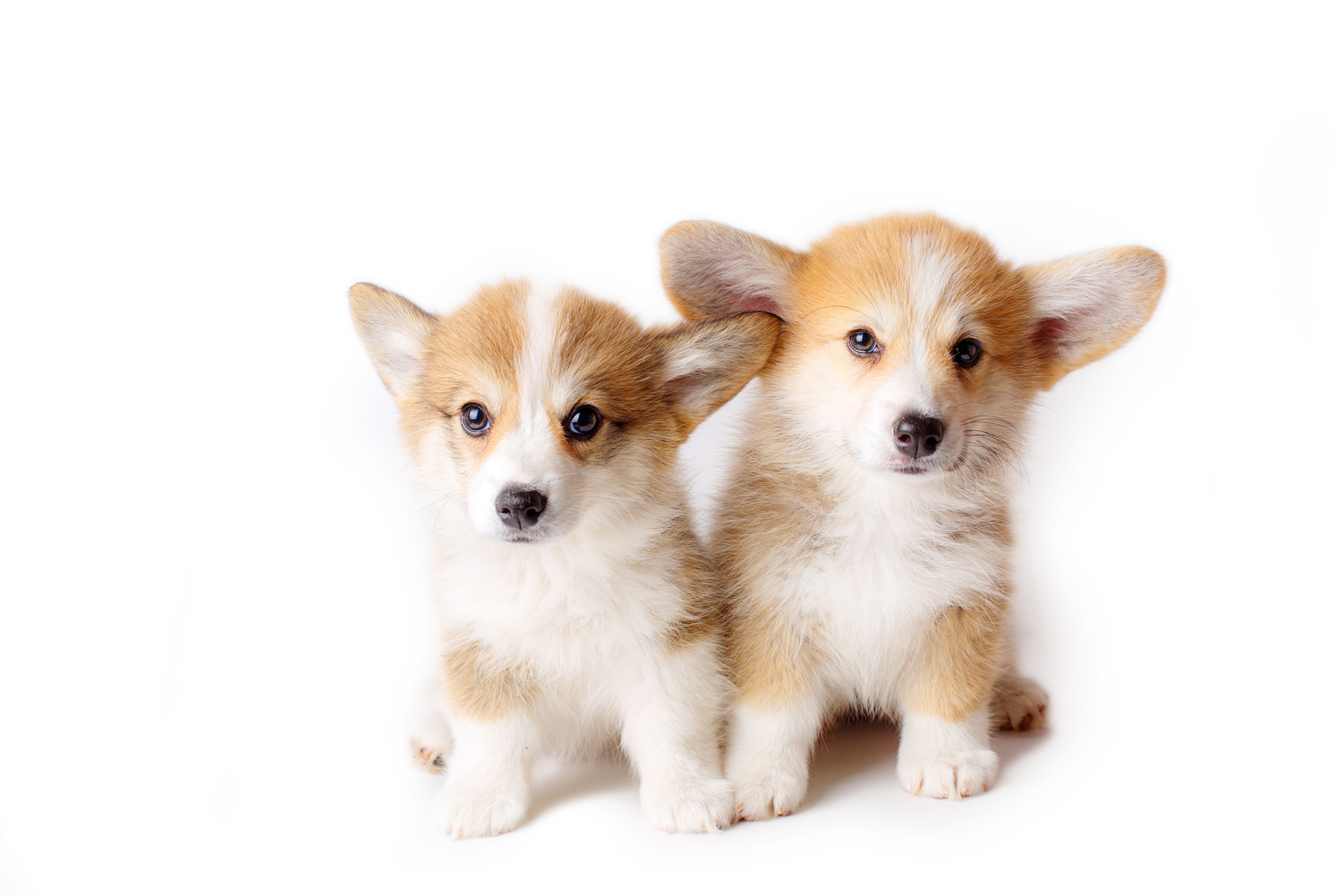 Chien mâle ou femelle : comment choisir? | pets.ch