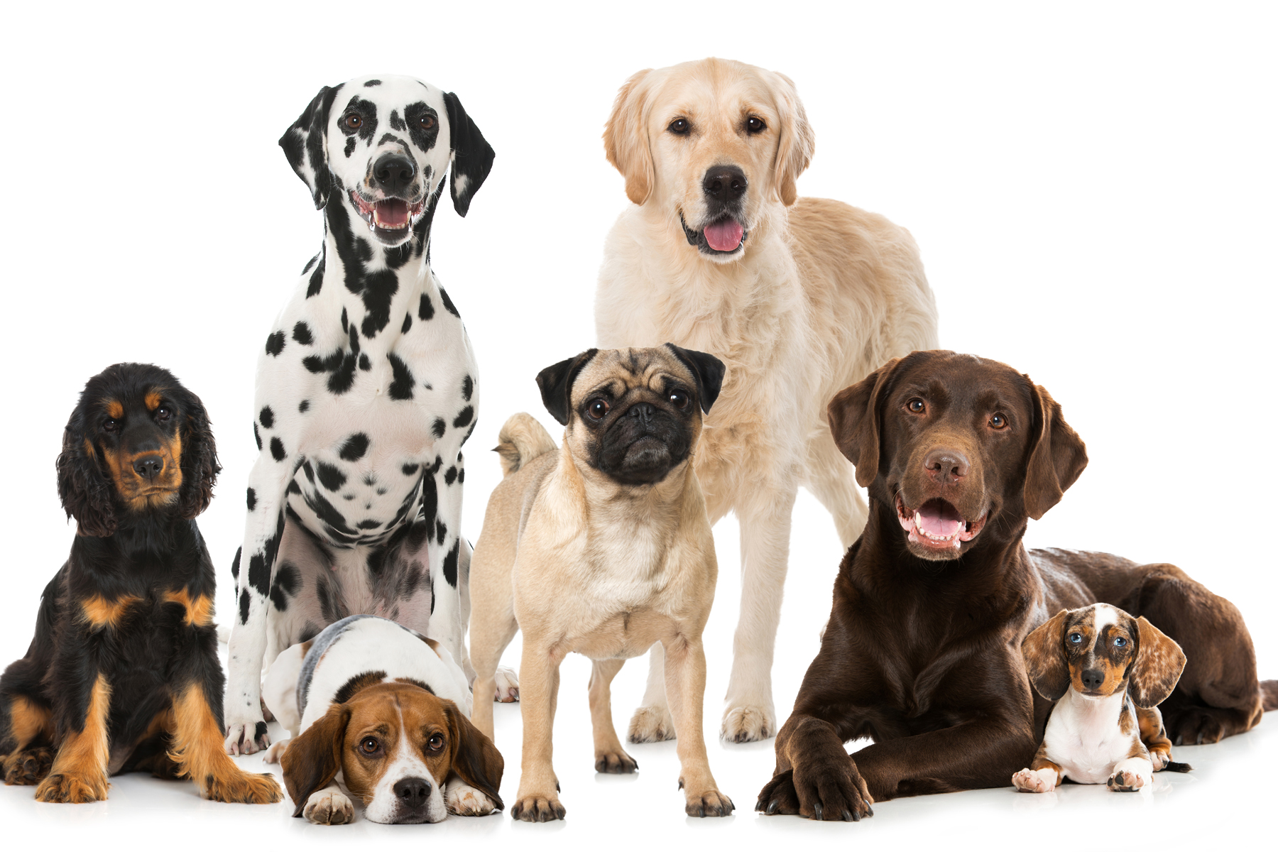 Comment Choisir Sa Race De Chien Pets ch Comment Choisir Sa Race De Chien Pets ch