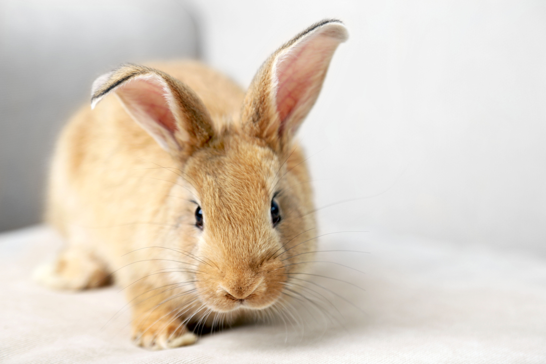 Est-ce que un lapin peut vivre en cage ? - Housekeeping Magazine ...