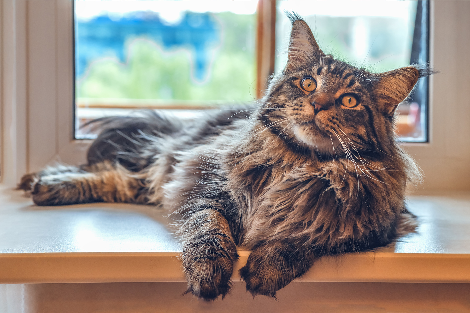 Maine coon : les 10 choses à savoir sur cette race de chat | pets.ch