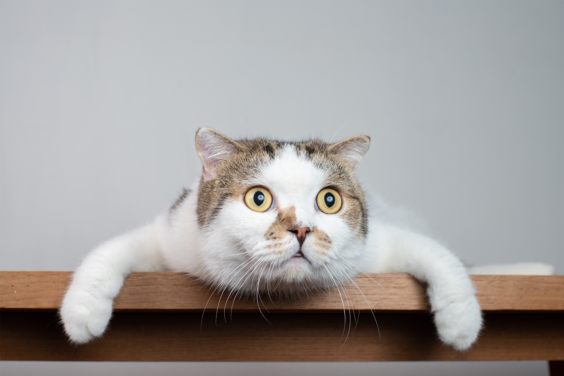Comment nettoyer les yeux du chat? | pets.ch