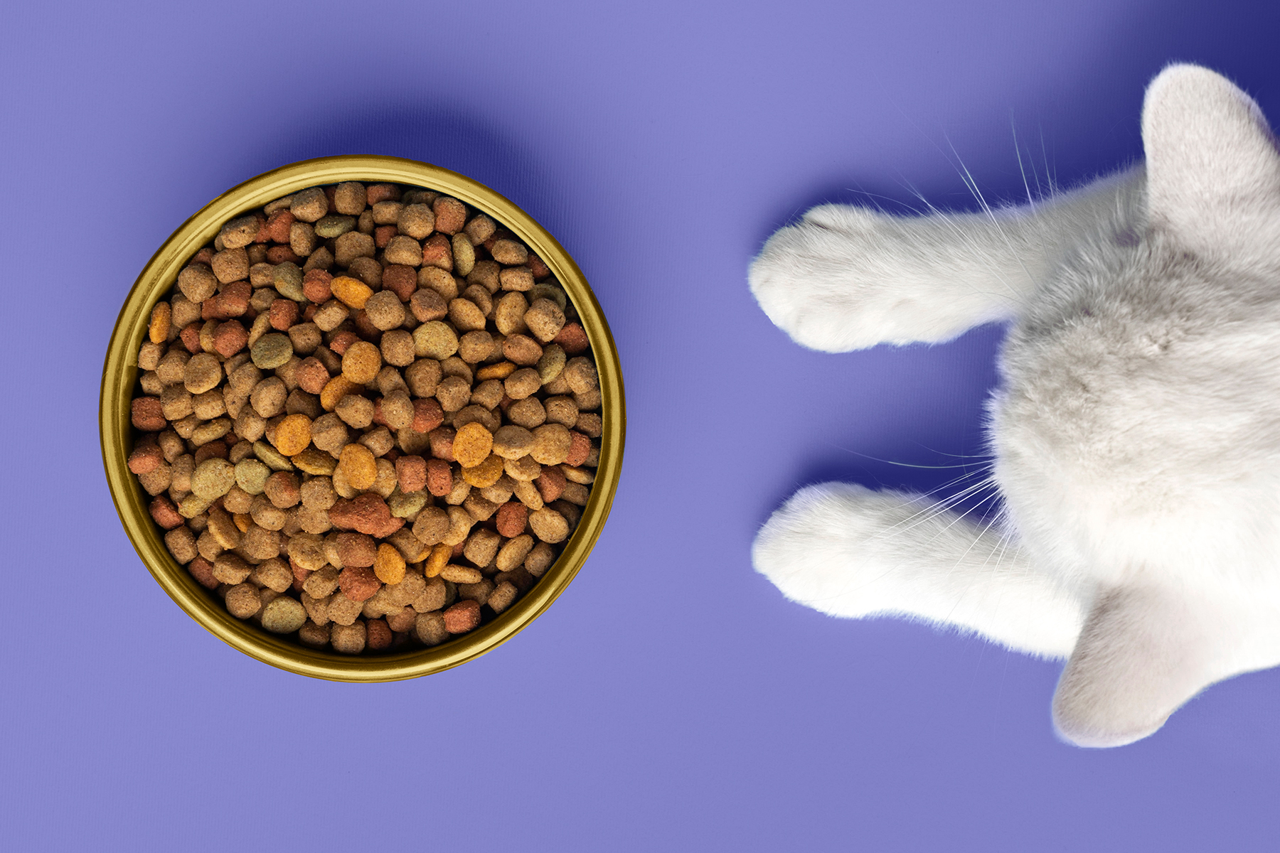 Comment aider votre chat difficile à manger? | pets.ch