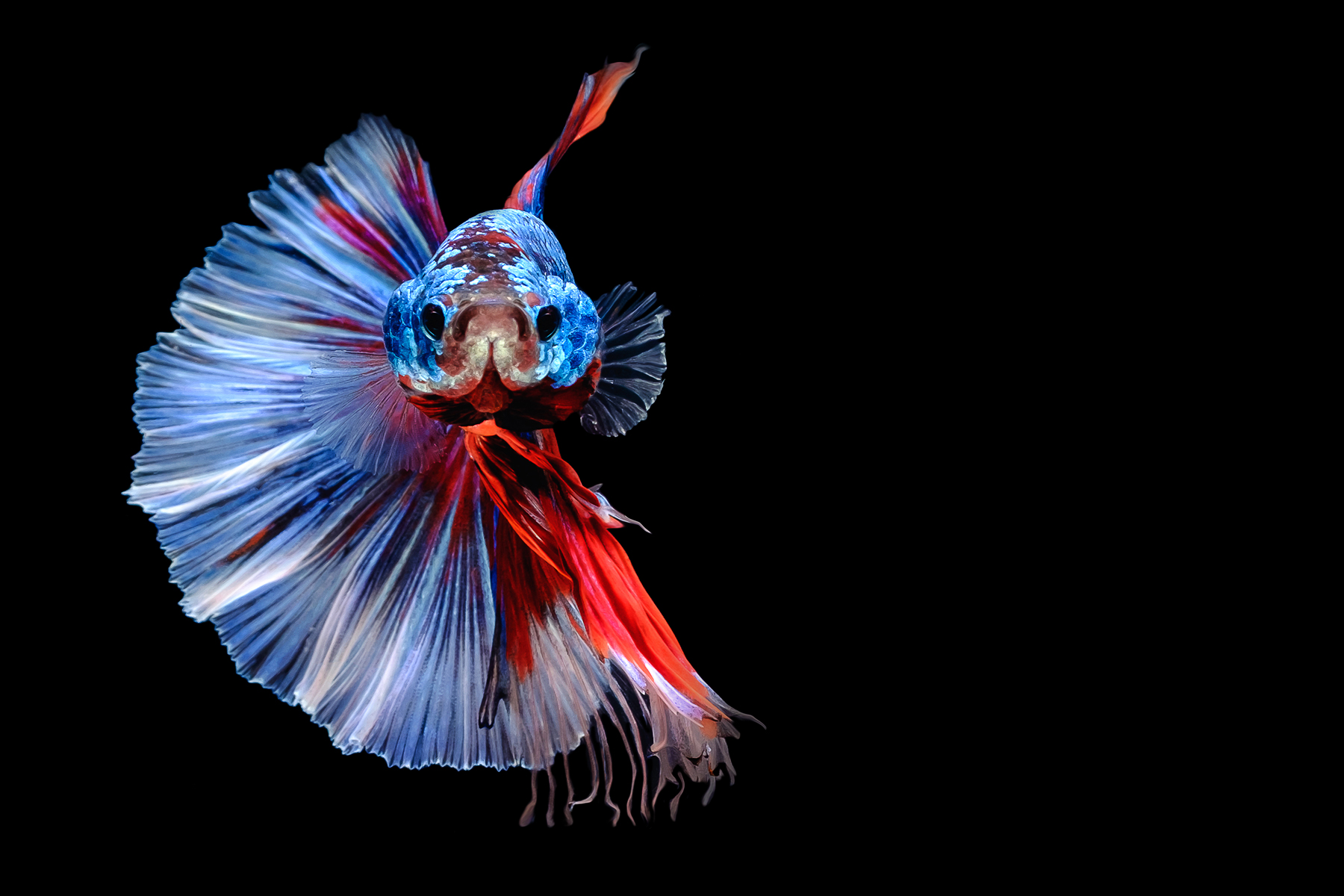 Le poisson combattant